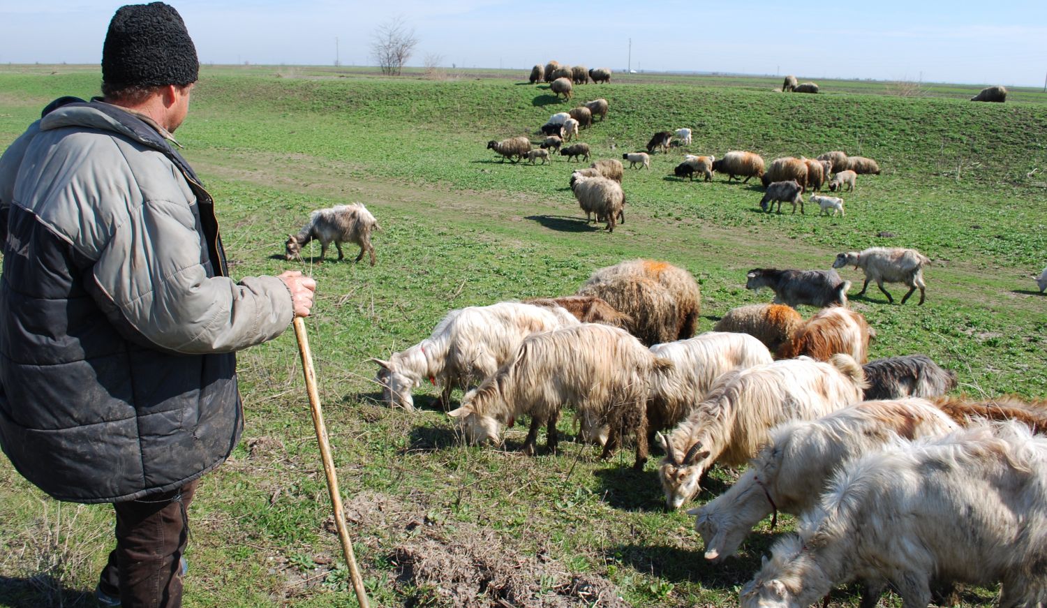 Crescătorii de oi din judeţ vor să vândă mieii engros. Ciobanii olteni ...