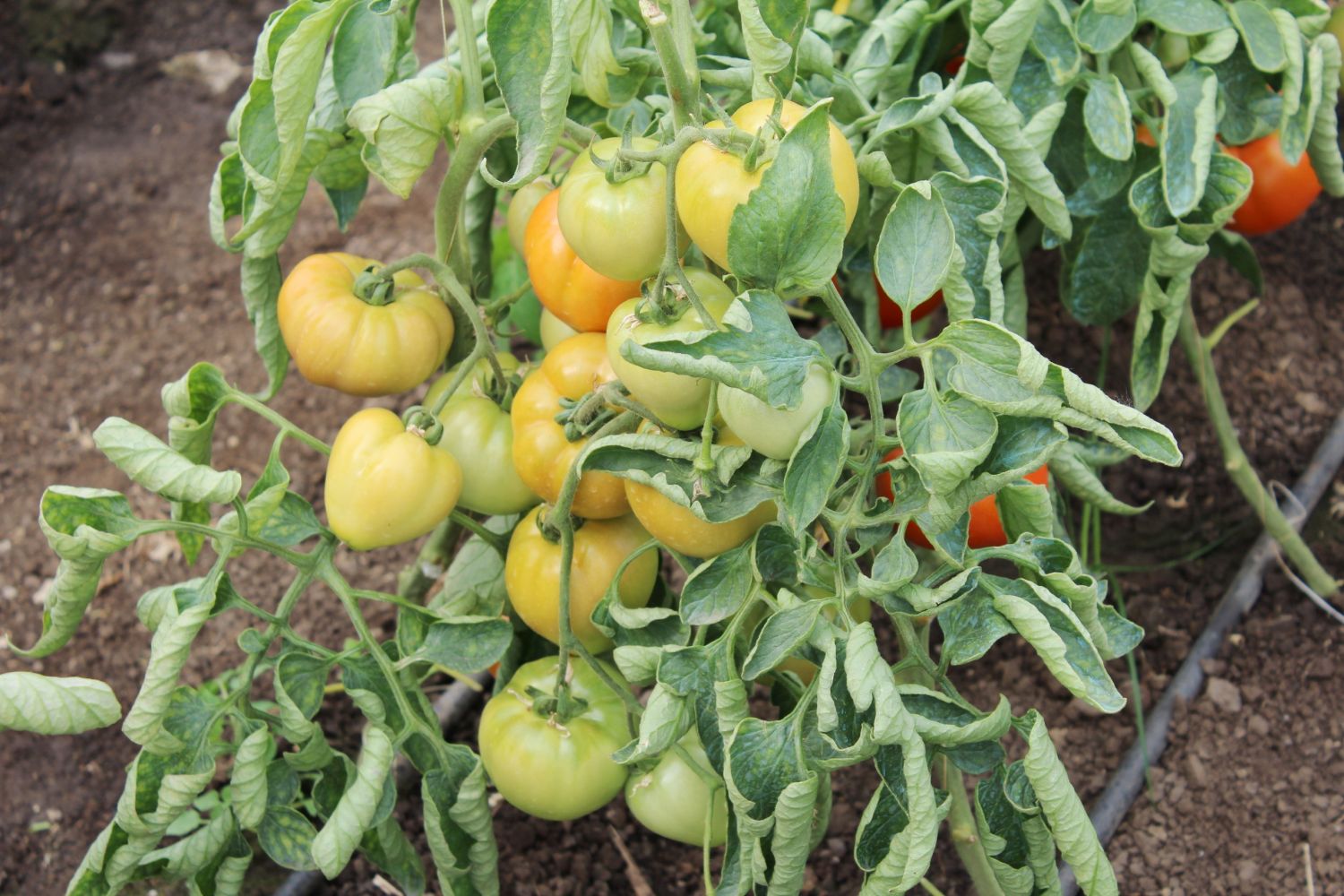 Este oficial. Legumicultorii olteni trebuie să comercializeze trei tone ...