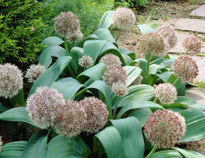 Plante bulboase care ţin rozătoarele departe de grădină | Gazeta Nouă