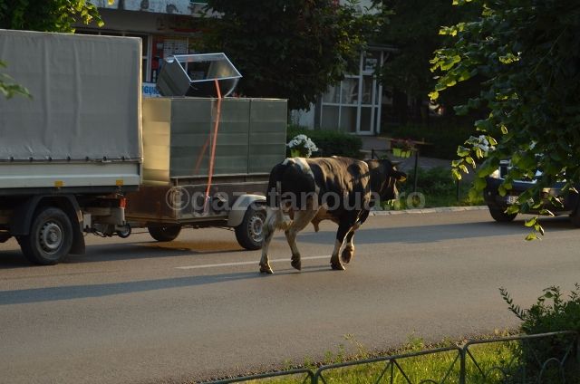 FOTO. Un taur liber printre maşini, pe Europeanul ce traversează Balşul ...