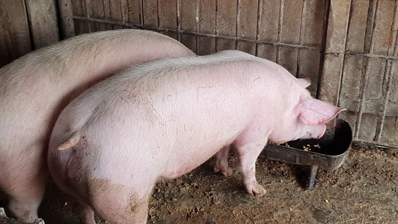 Focar de pestă porcină la Ipoteşti, unde 24.000 de porci vor fi ...